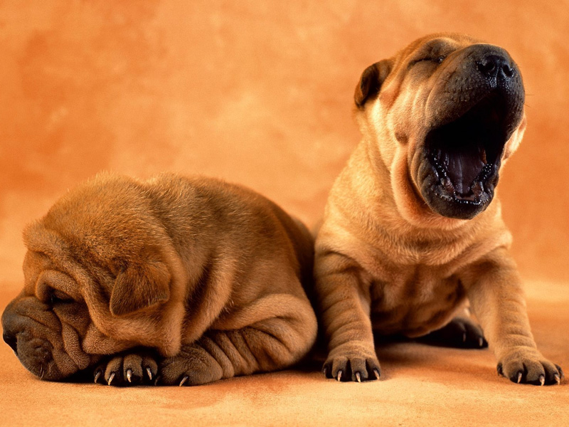 Le Shar-Peï, un chien aux qualités méconnues